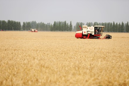 Reapers Harvest Wheat Fields Tancheng County Editorial Stock Photo ...