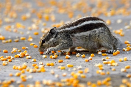 3 Organ mountains chipmunk Stock Pictures, Editorial Images and Stock ...