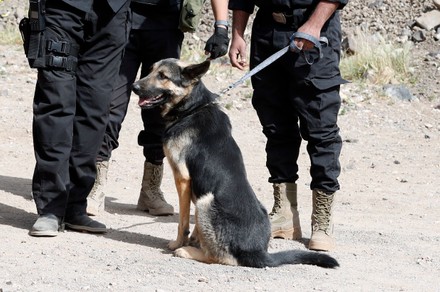 Yemeni Training Official Holds Sniffer Dog Editorial Stock Photo ...