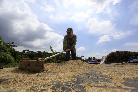 Farmers Dry Harvested Rice Grain Under Editorial Stock Photo - Stock ...