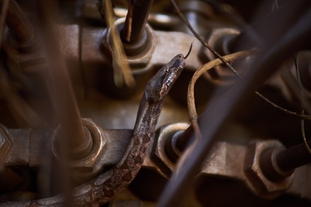 Baby Boar Snake Seen Between Combs Editorial Stock Photo - Stock Image ...