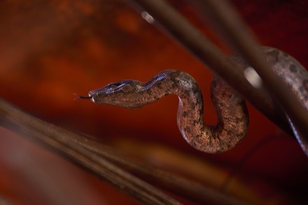 Baby Boar Snake Seen Between Combs Editorial Stock Photo - Stock Image ...
