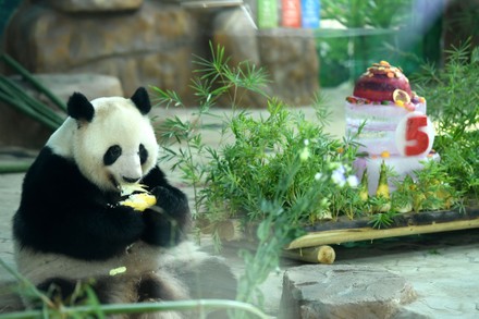 Brother Sister Pandas Eating Ice Cake Editorial Stock Photo - Stock ...