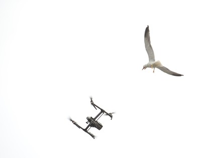 Angry Seagull Attacks Drone Flying Near Editorial Stock Photo - Stock ...