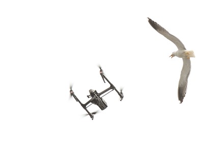 Angry Seagull Attacks Drone Flying Near Editorial Stock Photo - Stock ...