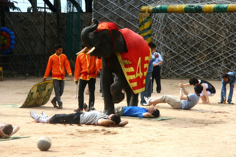 35 Elephant tricks Stock Pictures, Editorial Images and Stock Photos ...