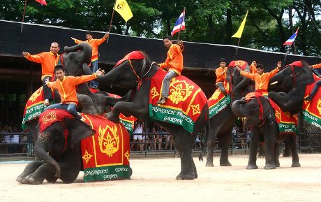 35 Elephant tricks Stock Pictures, Editorial Images and Stock Photos ...