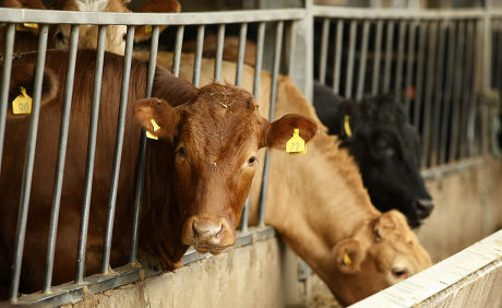 Beef Cattle Scottish Farm Bred Mcdonalds Editorial Stock Photo - Stock ...