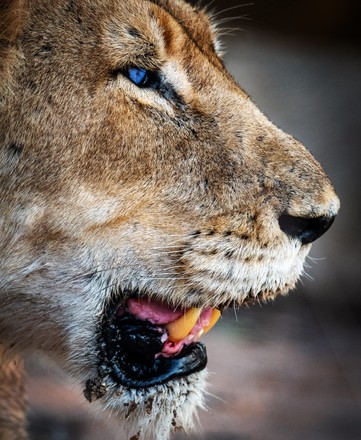 Lioness Brightly Coloured Eyes Glint She Editorial Stock Photo - Stock ...