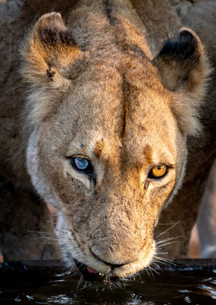 Lioness Brightly Coloured Eyes Glint She Editorial Stock Photo - Stock ...
