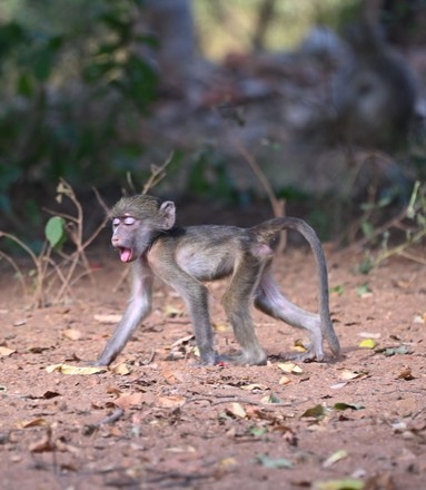 Wildlife, Chiredzi, Zimbabwe - 04 Jul 2021 Stock Pictures, Editorial ...
