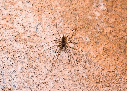 Tree Trunk Spiders Family Hersiliidae Tropical Editorial Stock Photo ...