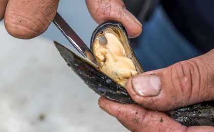 27 Bottom culture mussels Stock Pictures, Editorial Images and Stock ...