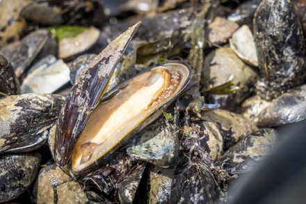 27 Bottom culture mussels Stock Pictures, Editorial Images and Stock ...