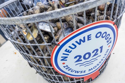 27 Bottom culture mussels Stock Pictures, Editorial Images and Stock ...
