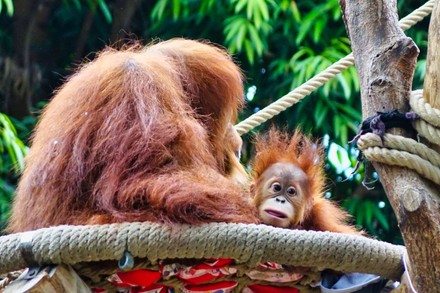 250 Orphan animals Stock Pictures, Editorial Images and Stock Photos ...