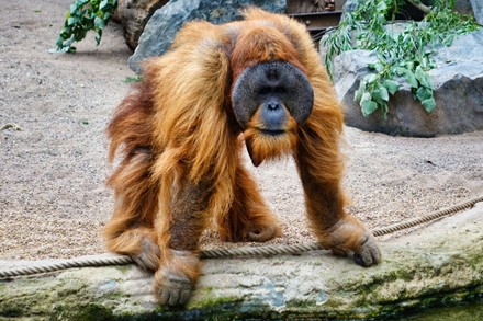 250 Orphan animals Stock Pictures, Editorial Images and Stock Photos ...
