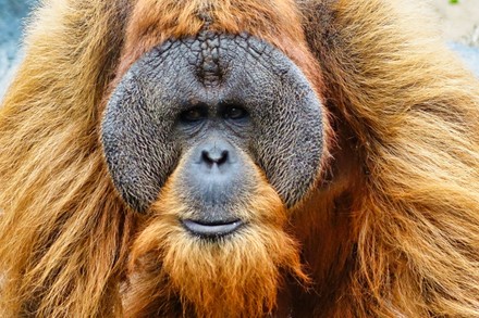 250 Orphan animals Stock Pictures, Editorial Images and Stock Photos ...
