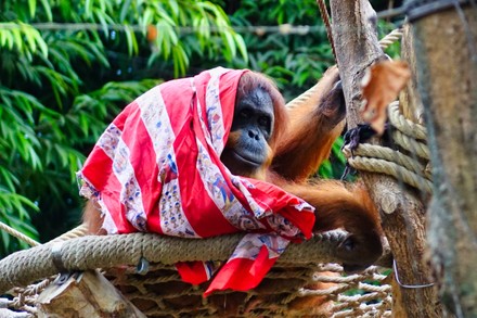 250 Orphan animals Stock Pictures, Editorial Images and Stock Photos ...
