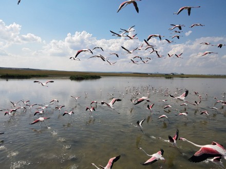 __COUNT__ Turkey Ankara Nature Mogan Lake Birds - 11 Jul 2021 Stock Pictures, Editorial Images ...