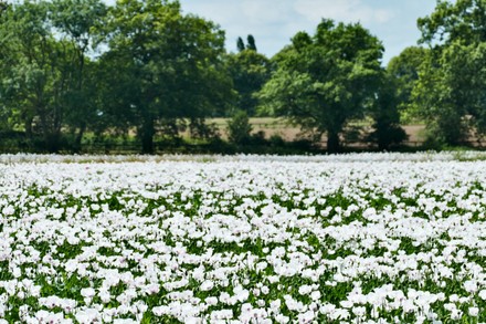 Opium Poppies Farmers Fields Under Blue Editorial Stock Photo - Stock ...