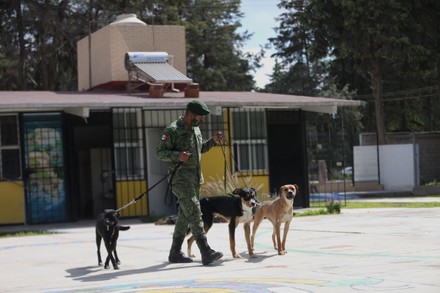 Member Mexican Army Cares Rescued Dogs Editorial Stock Photo - Stock ...