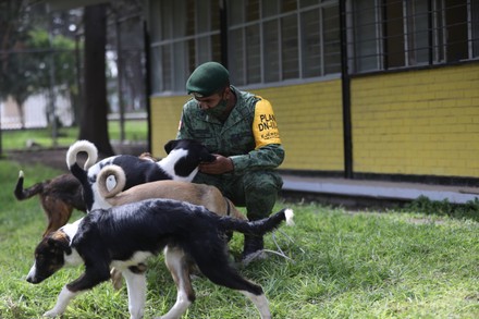 Member Mexican Army Cares Rescued Dogs Editorial Stock Photo - Stock ...
