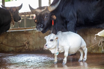 36 Rani dwarf cow Stock Pictures, Editorial Images and Stock Photos ...