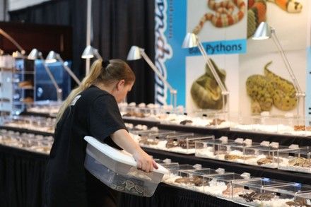 Woman Holds Container Ball Python Python Editorial Stock Photo - Stock ...