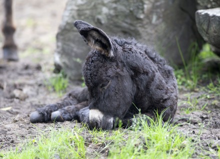 Miniture Baby Donkey Foal Which Born Editorial Stock Photo - Stock ...