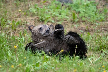 Mischievous Bear Cub Bites Mothers Face Editorial Stock Photo - Stock ...