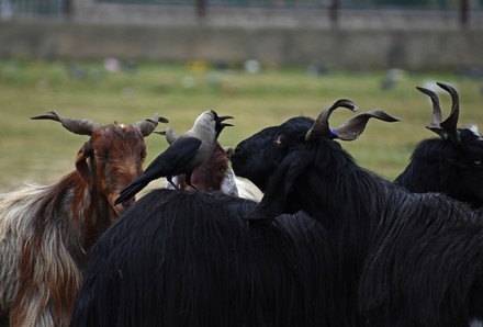 Crow Rests On Back Goat Makeshift Editorial Stock Photo - Stock Image ...