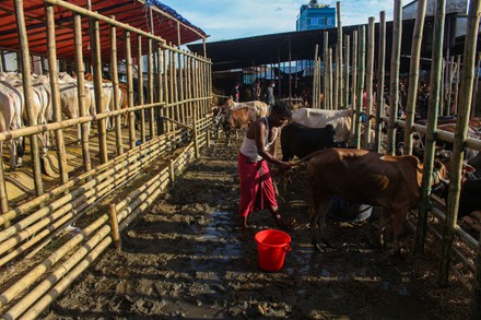 Seller Bathing Cows Kazir Bazar Cattle Editorial Stock Photo - Stock ...