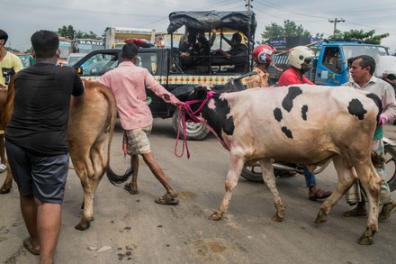 500 Oxen cattle Stock Pictures, Editorial Images and Stock Photos ...