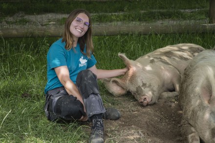 Refuge Groin Groin Home Livestock Especially Editorial Stock Photo ...