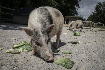 Refuge Groin Groin Home Livestock Especially Editorial Stock Photo ...