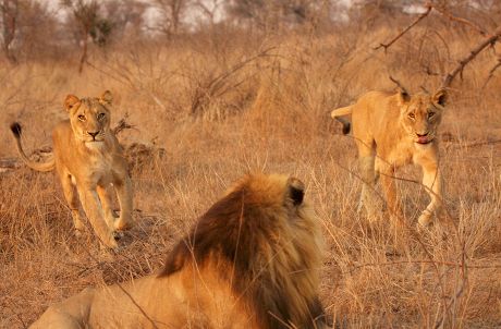 1 Two Lionesses Approach Resting Male Editorial Stock Photo - Stock ...