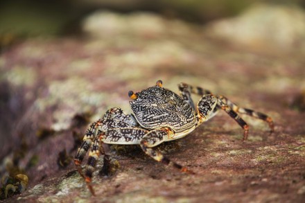 Large Crab Scuttling Along Rocks By Editorial Stock Photo - Stock Image ...