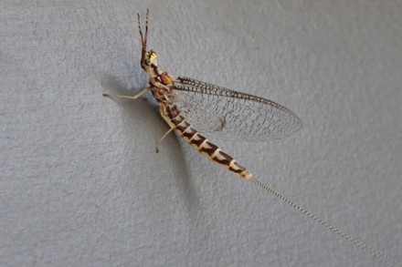 3 Palaeoptera Stock Pictures, Editorial Images and Stock Photos ...