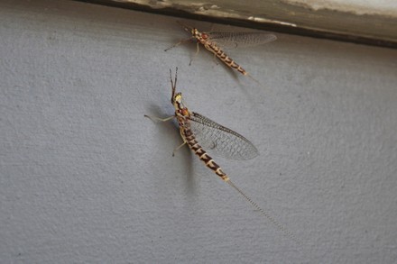 3 Palaeoptera Stock Pictures, Editorial Images and Stock Photos ...