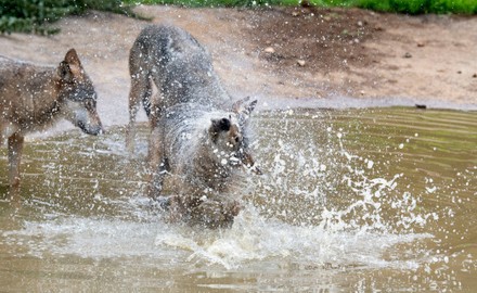 Wolves, Wiltshire, UK - 14 Jul 2021 Stock Pictures, Editorial Images ...