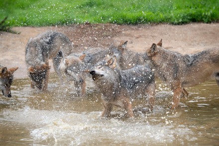 Wolves, Wiltshire, UK - 14 Jul 2021 Stock Pictures, Editorial Images ...