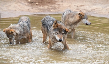 __COUNT__ imágenes de Wolves, Wiltshire, UK - 14 Jul 2021 - Imágenes de ...
