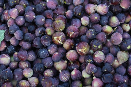 Palestinian Man Collects Figs During Harvest Editorial Stock Photo ...