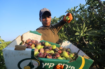 Palestinian Man Collects Figs During Harvest Editorial Stock Photo ...