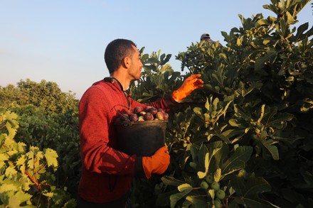 Palestinian Man Collects Figs During Harvest Editorial Stock Photo ...