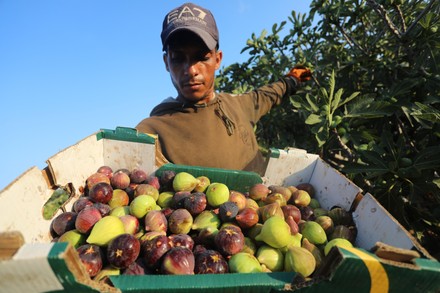 Palestinian Man Collects Figs During Harvest Editorial Stock Photo ...