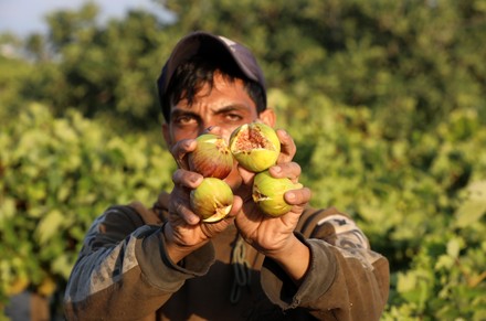 Palestinian Man Collects Figs During Harvest Editorial Stock Photo ...