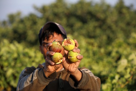 Palestinian Man Collects Figs During Harvest Editorial Stock Photo ...