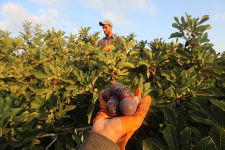 Palestinian Man Collects Figs During Harvest Editorial Stock Photo ...